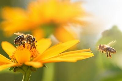 Royal Jelly - The food of Queens – Power Health